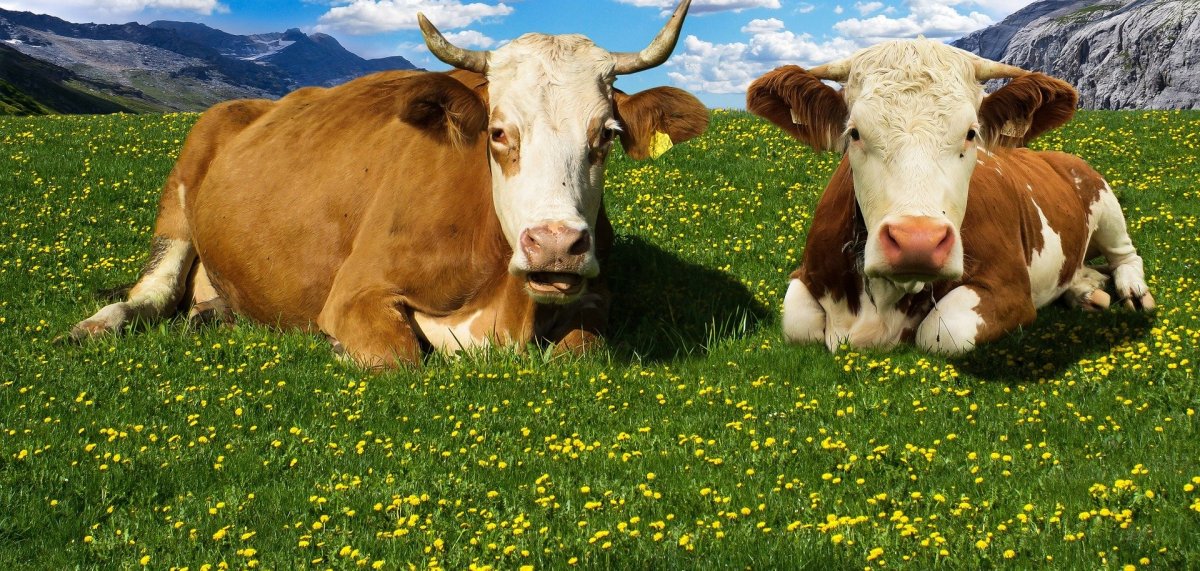 Bauernmarkt am Maxplatz - Termine für 2026 | Stadt Rehau